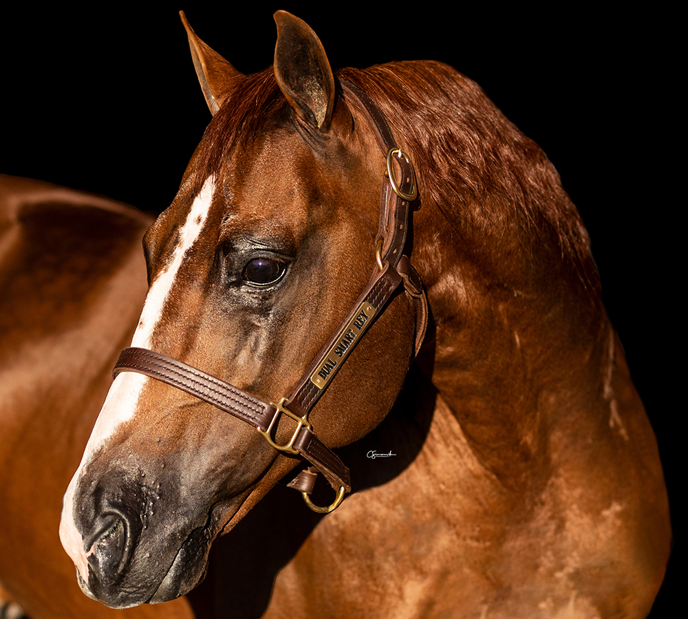 NRCHA Million Dollar Sires | National Reined Cow Horse Association